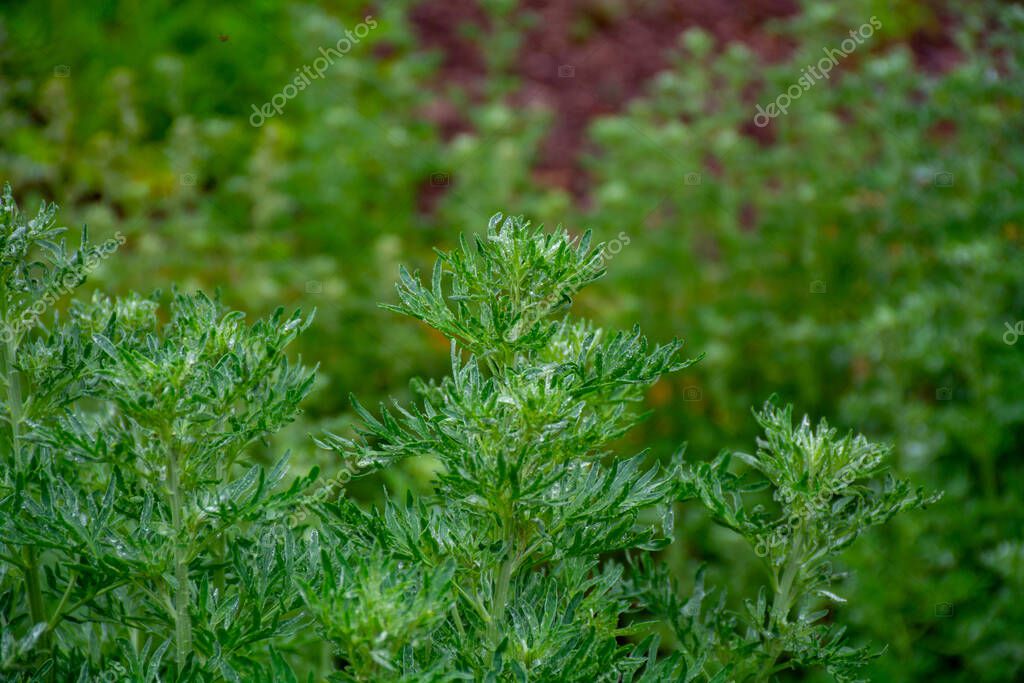Colección botánica, hojas verdes jóvenes de Artemisia ajenjo de absenta ...