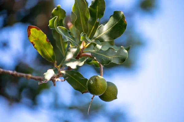 Australian native tree Stock Photos, Royalty Free Australian native ...