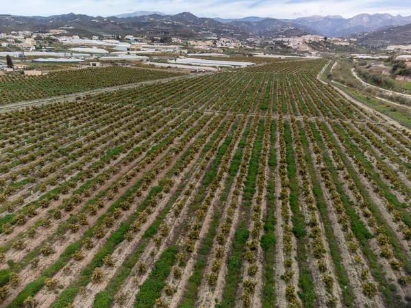 Aerial view on rows of evergreen avocado trees on plantations in Costa ...