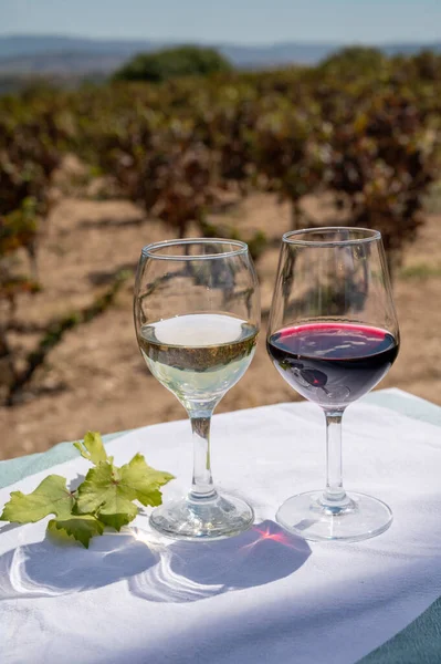 Tasting of red and white wines on vineyards of Cyprus. Wine production ...