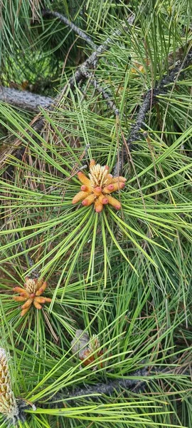 Snake pine images libres de droit, photos de Snake pine | Depositphotos