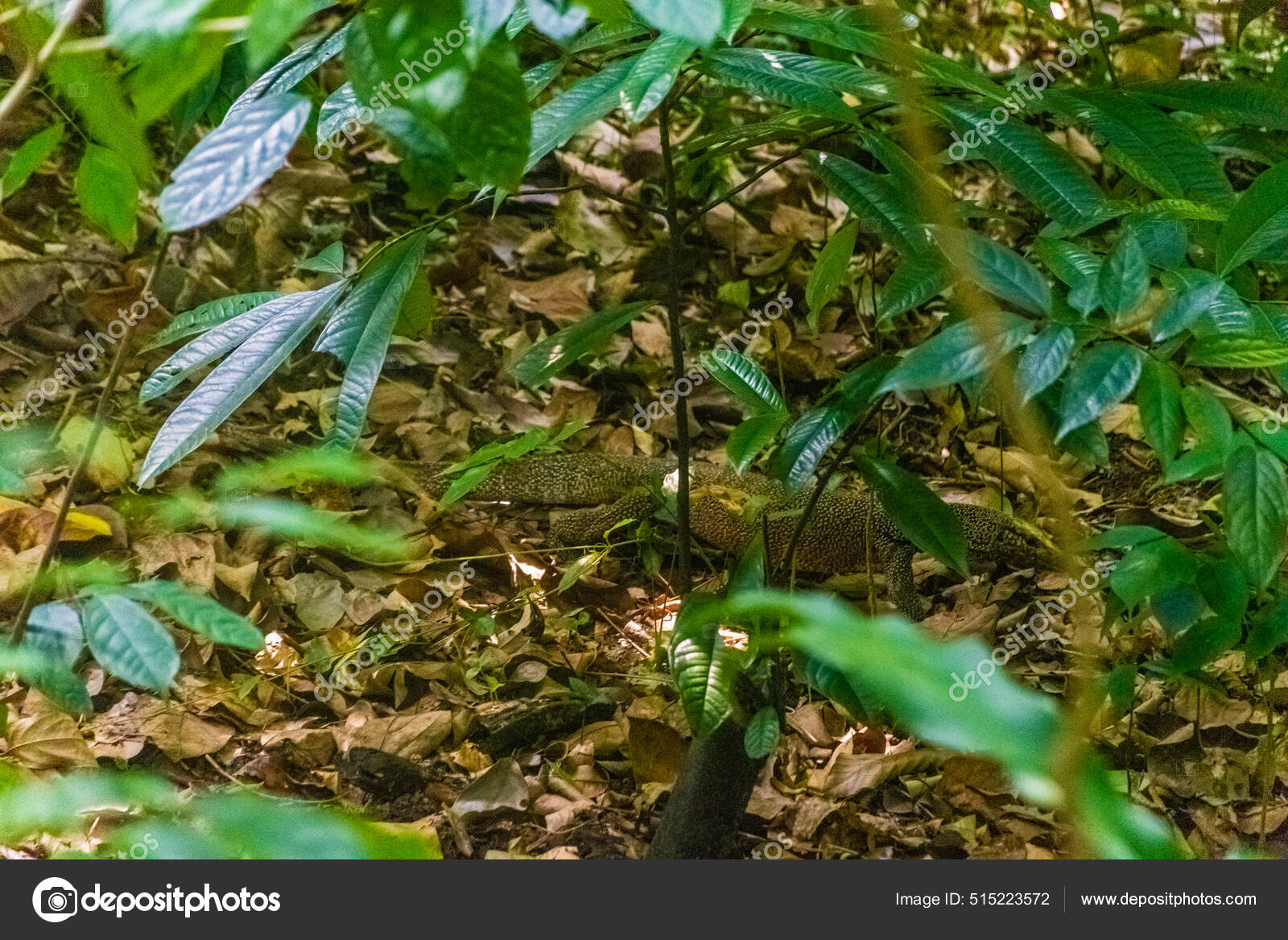 Tropical Rainforest Singapore Botanic Gardens — Stock Photo © stefano ...