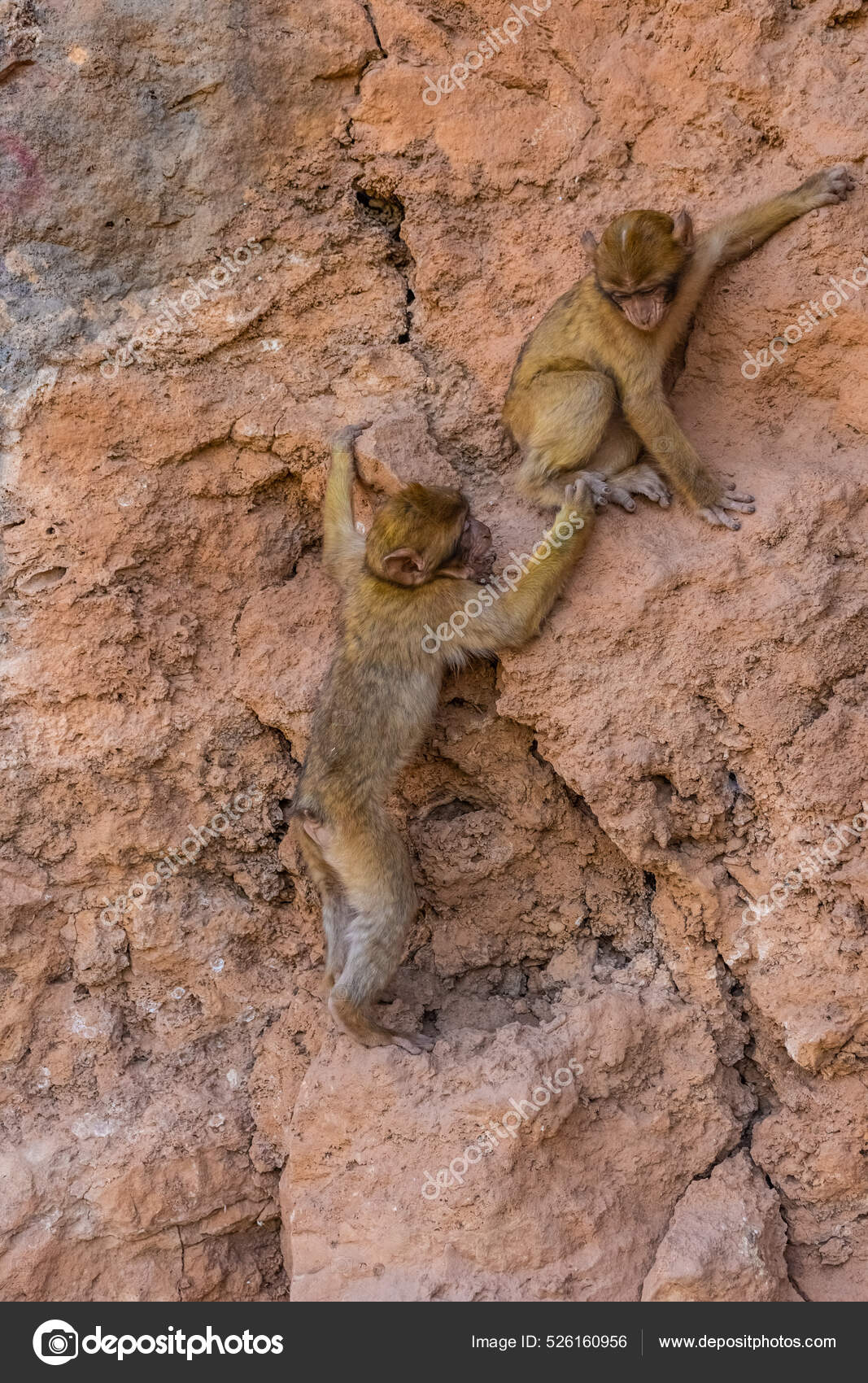 Wild Baby Monkeys Helping Each Other Climb Mountain Moro — Stock Photo ...