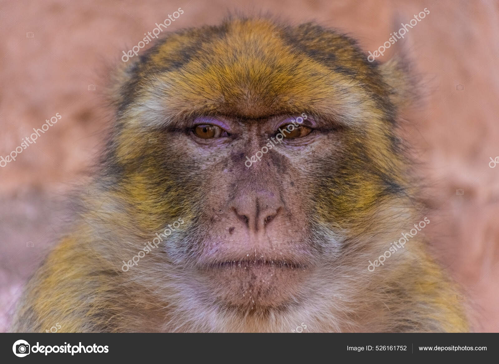 Portrait Wild Barbary Ape Morocco — Stock Photo © stefano.zaccaria1704 ...
