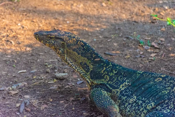 Land monitor lizard Stock Photos, Royalty Free Land monitor lizard ...