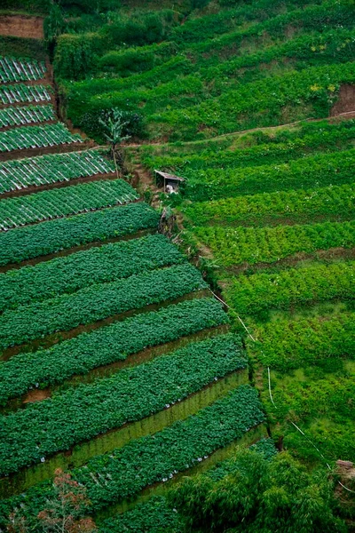 Pepper plantation Stock Photos, Royalty Free Pepper plantation Images ...