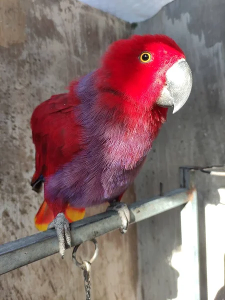 Guacamaya roja Stock Photos, Royalty Free Guacamaya roja Images ...