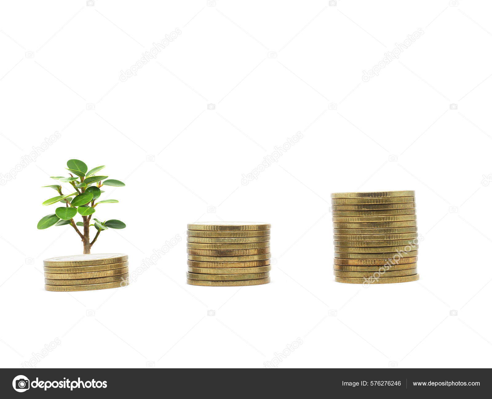 Gold Coins Array Growth Small Tree Green Leaf White Isolated — Stock ...