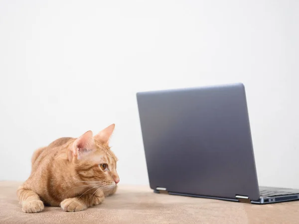 Gato computadora Stock Photos, Royalty Free Gato computadora Images ...