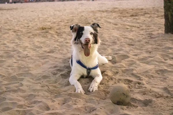 Swansea dog Stock Photos, Royalty Free Swansea dog Images | Depositphotos