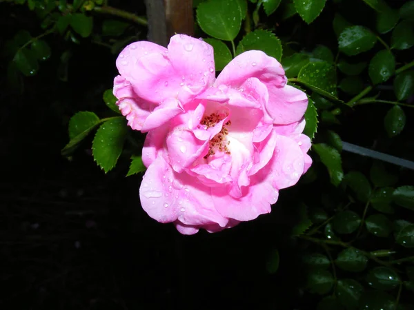 Rosa sherbat images libres de droit, photos de Rosa sherbat | Depositphotos