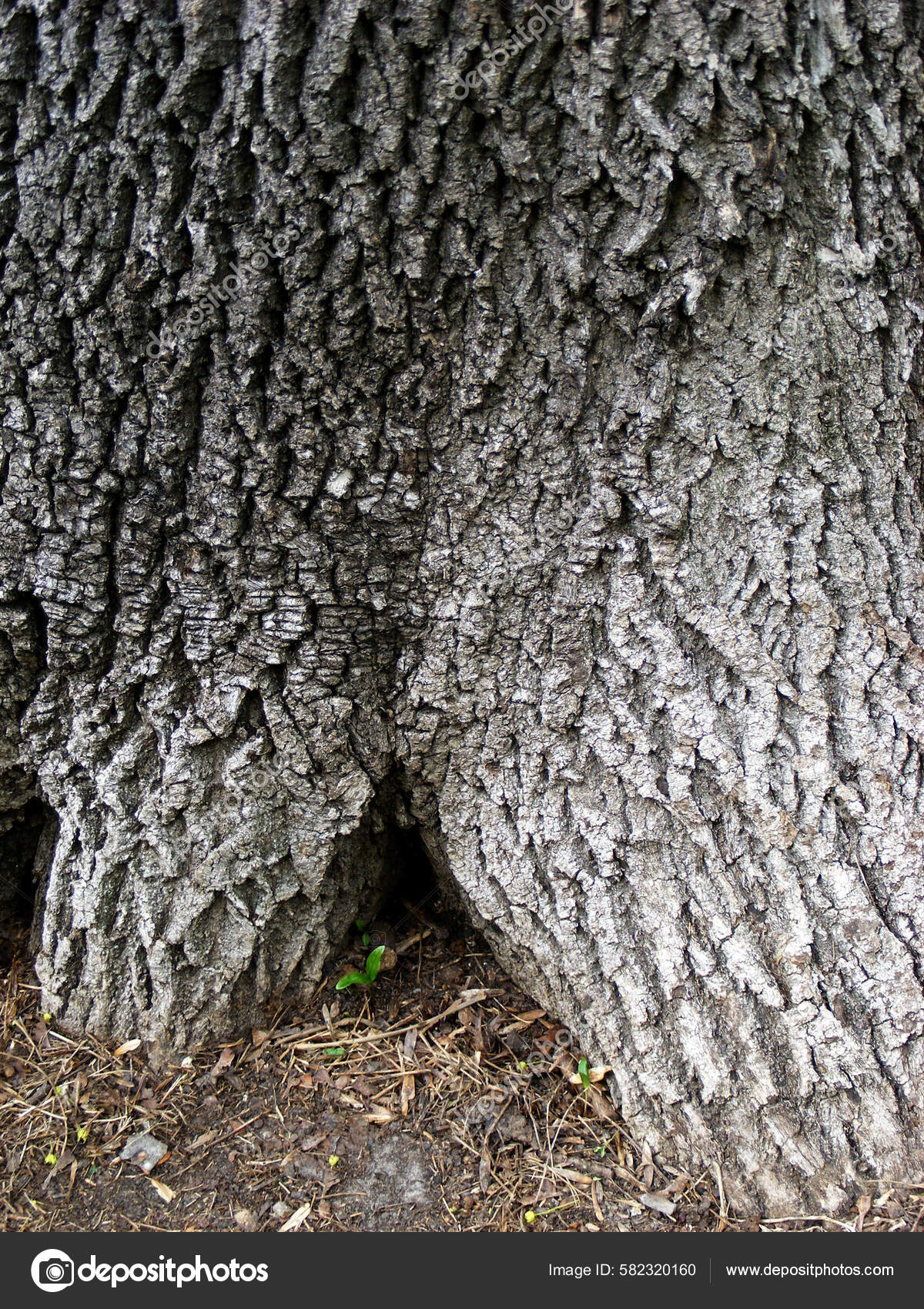 Foot Bark Old Oak Tree Deep Embossed Cracks — Stock Photo © MarinPo ...