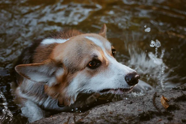 A frightened Pembroke Welsh Corgi dog comes out of the river. Wet dog ...