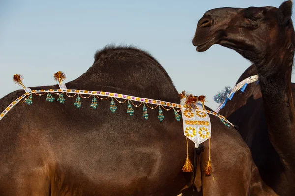Camel harness Stock Photos, Royalty Free Camel harness Images ...