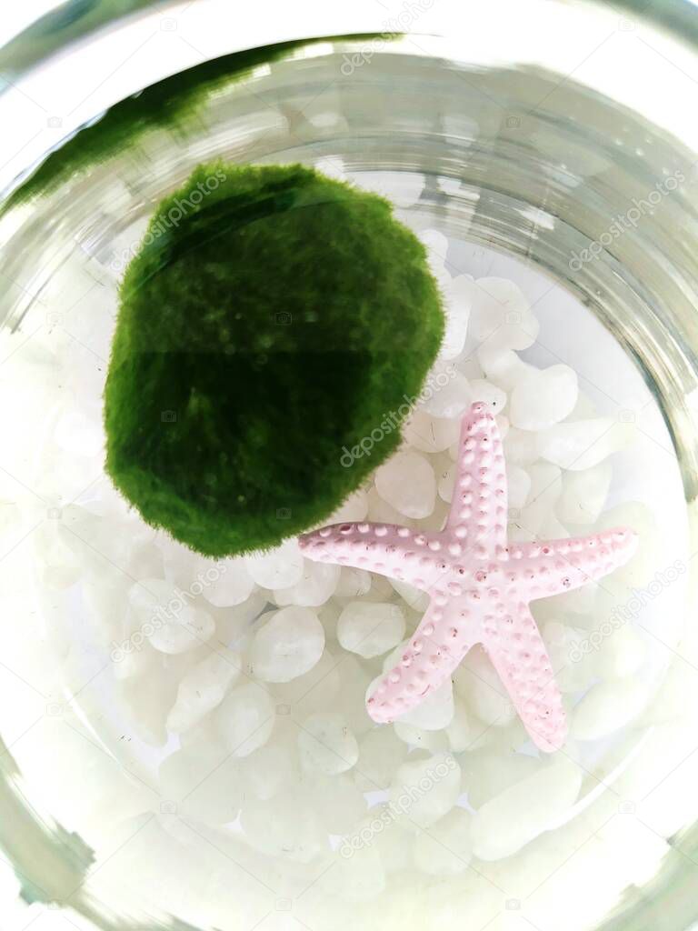 un primer plano de un marimo y piedra blanca con una estrella de mar rosa de agua en un vaso 2022