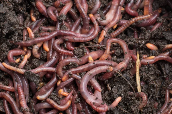 Vermicultura vermes Stock Photos, Royalty Free Vermicultura vermes ...