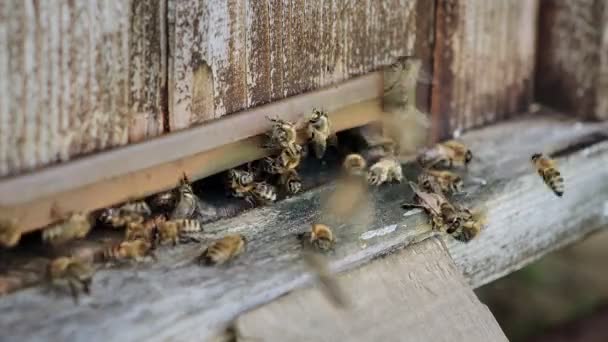 2,639 Casa de abelhas Videos, Royalty-free Stock Casa de abelhas ...