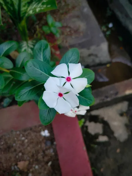 Ablution flower Stock Photos, Royalty Free Ablution flower Images ...