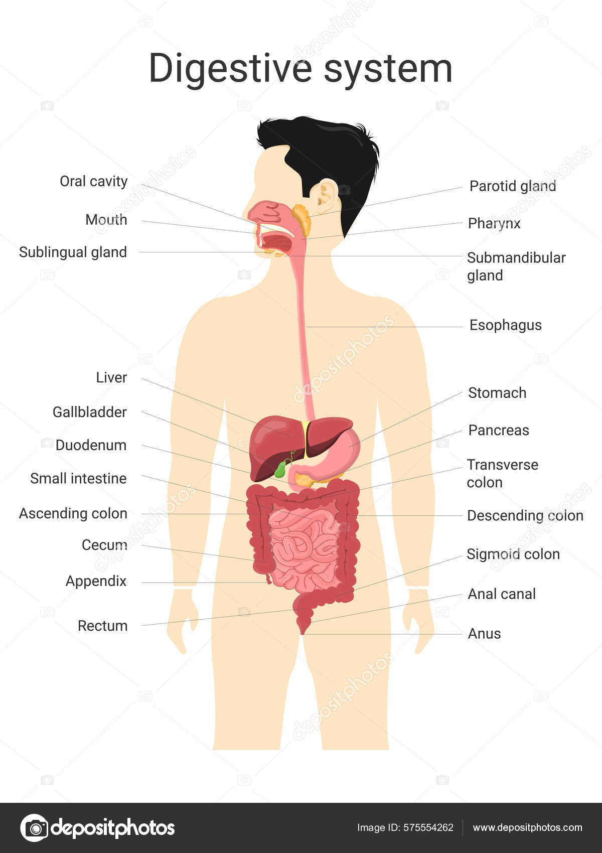 órganos Del Cuerpo Humano Etiquetados