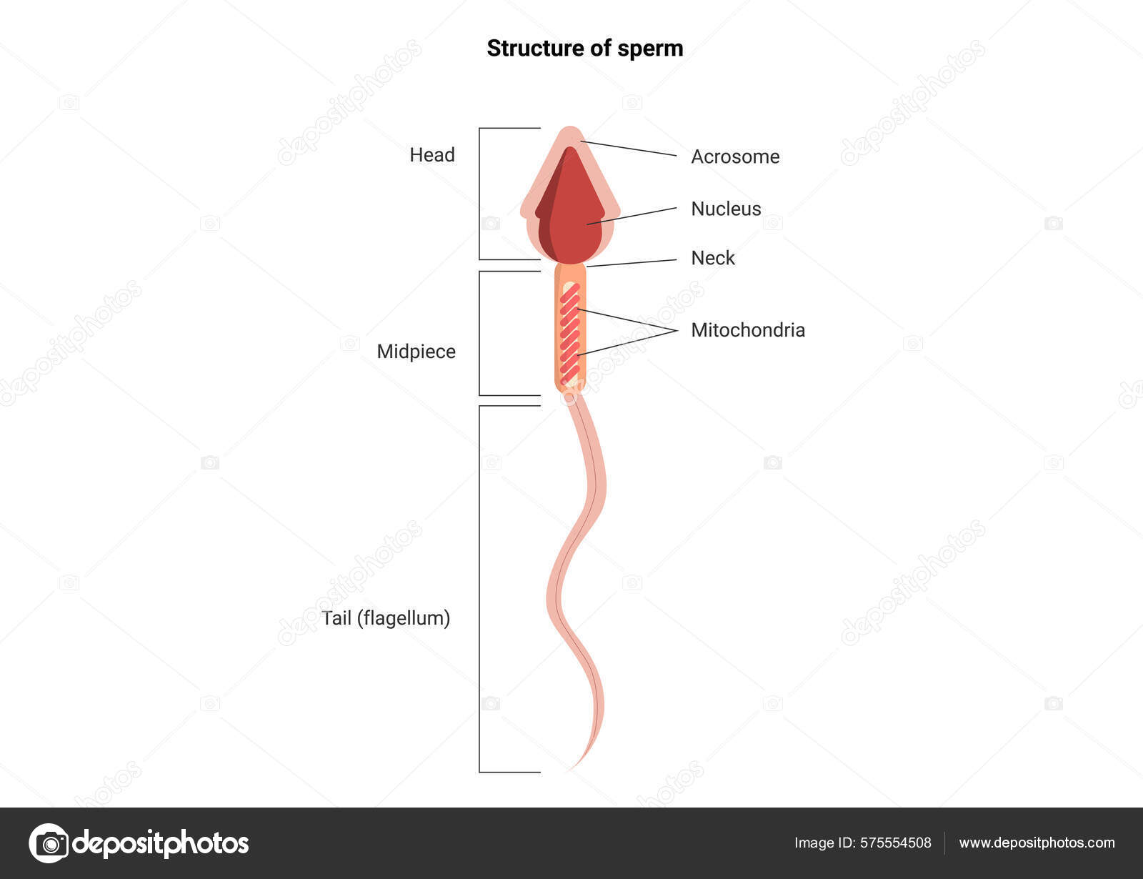 Estrutura Espermatozóides Com Partes Principais Rotuladas Anatomia ...