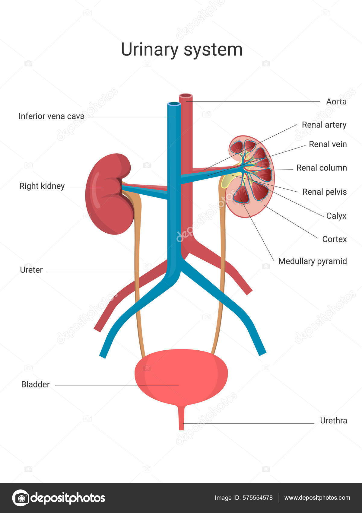 Renal Pyramid Labeled