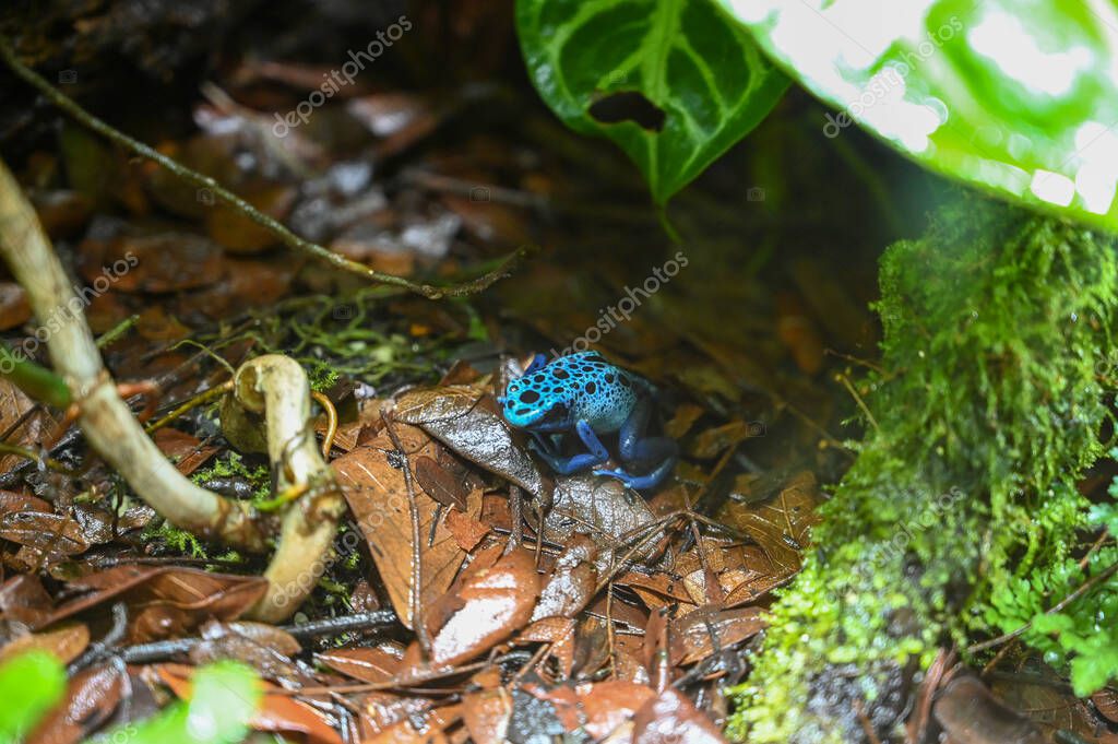 Rana venenosa (también conocida como rana venenosa, rana venenosa o ...