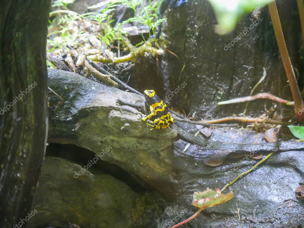Rana venenosa (también conocida como rana venenosa, rana venenosa o ...