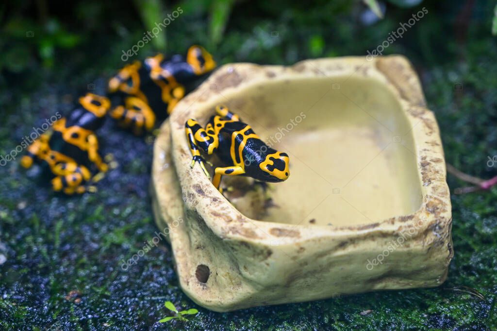 Rana venenosa (tambi n conocida como rana venenosa, rana venenosa o ...