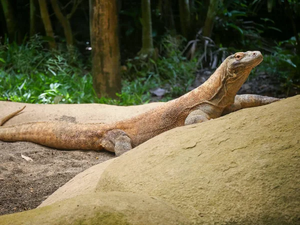 Komodo Dragon, also known as the Komodo monitor, is a member of the ...