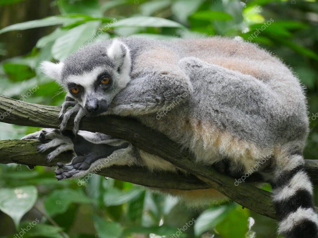 Lémur de cola anillada: El lémur de cola anillada (Lemur catta) es un ...