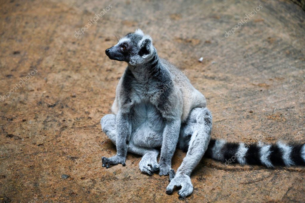 L mur de cola anillada: El l mur de cola anillada (Lemur catta) es un ...
