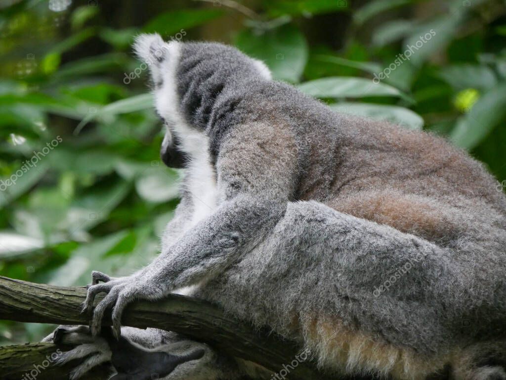 Lémur de cola anillada: El lémur de cola anillada (Lemur catta) es un ...