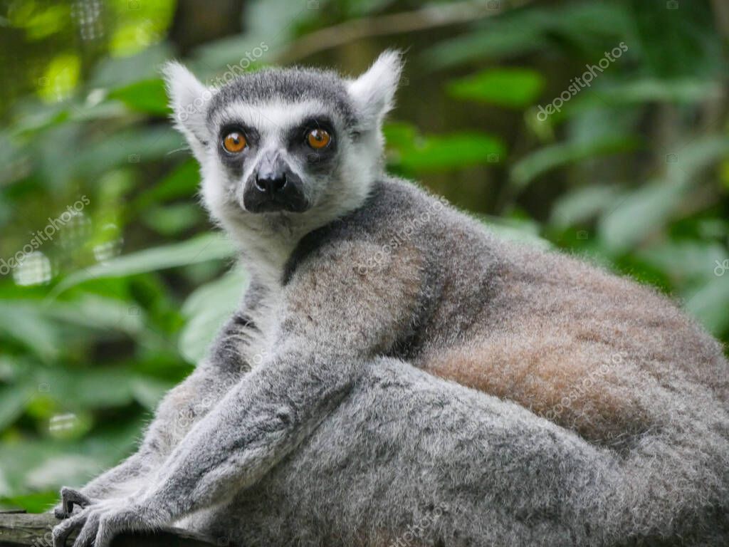 Lémur de cola anillada: El lémur de cola anillada (Lemur catta) es un ...
