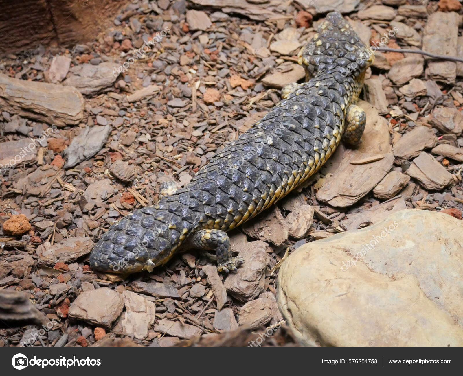 Tiliqua Rugosa Most Commonly Known Shingleback Lizard Bobtail Lizard ...