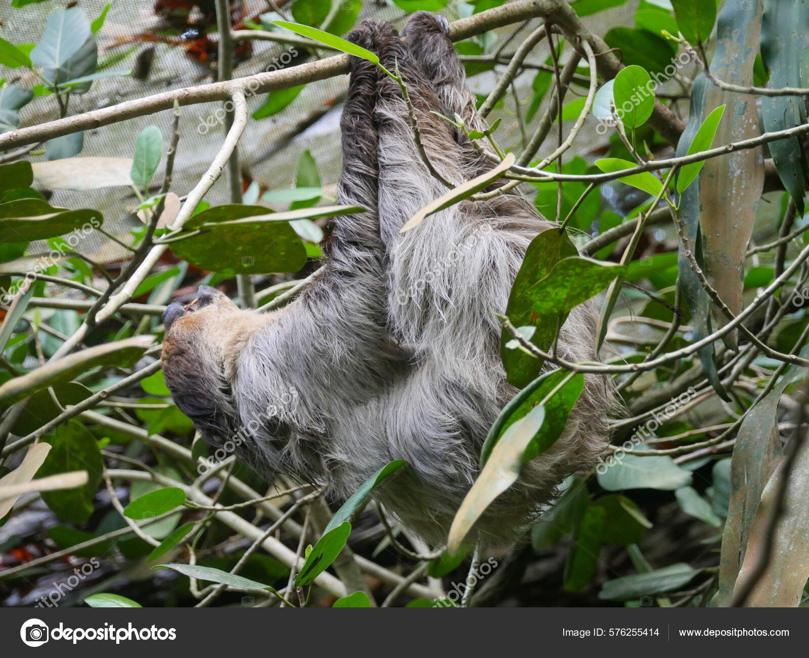 Sloth Animal Hanging Tree Sloths Group Arboreal Neotropical Xenarthran ...