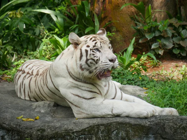 White tiger roaring Stock Photos, Royalty Free White tiger roaring ...