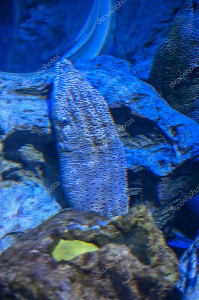 El pez anguila está escondido bajo el agua en el acuario de peces. Las ...
