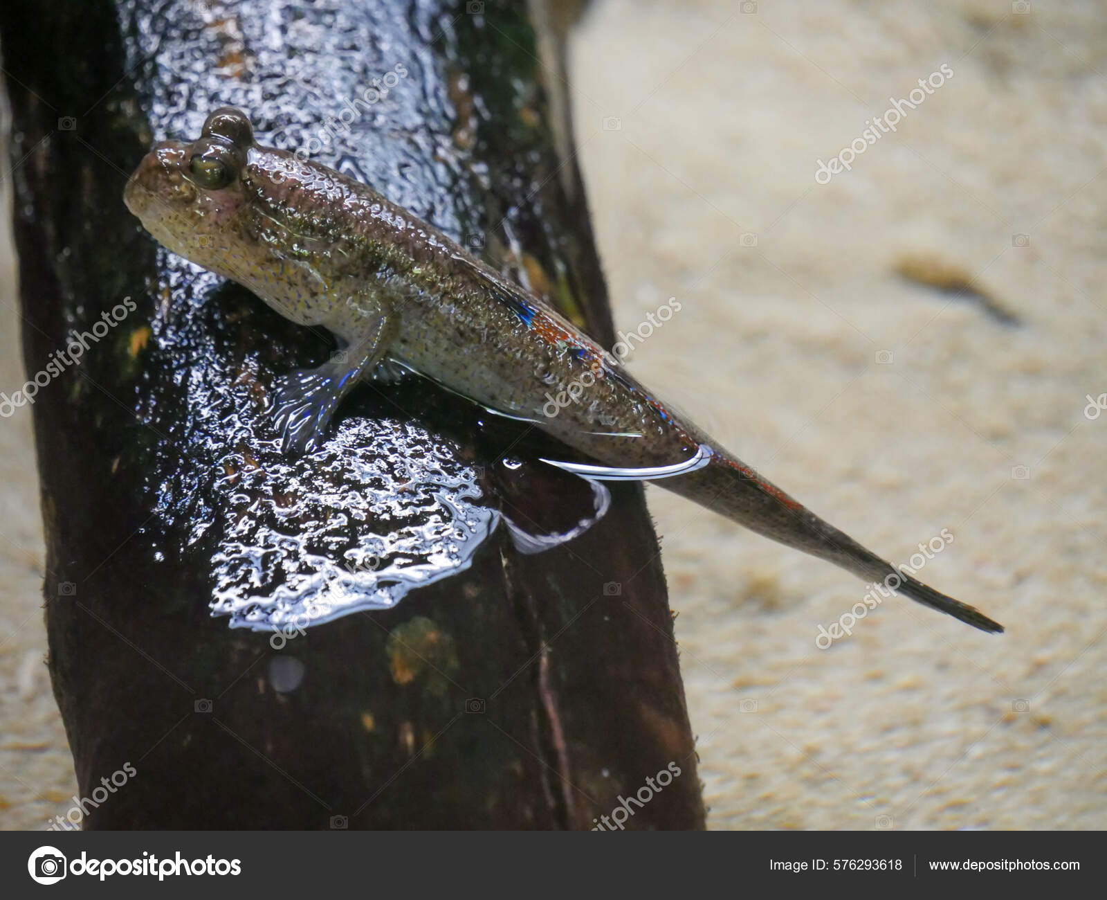 Mudskipper Fish Amphibious Fish Known Unusual Appearance Ability Survive Both Stock Photo by ...