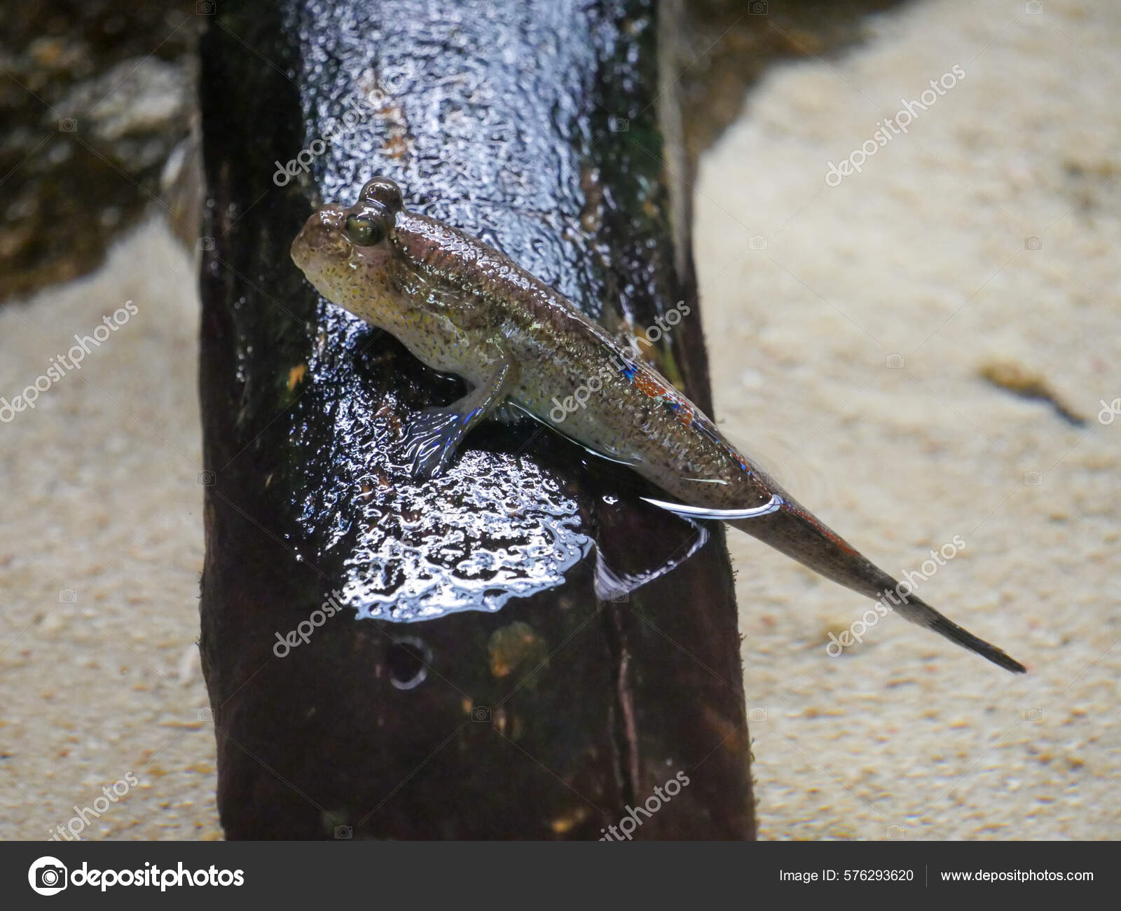 Mudskipper Jumping