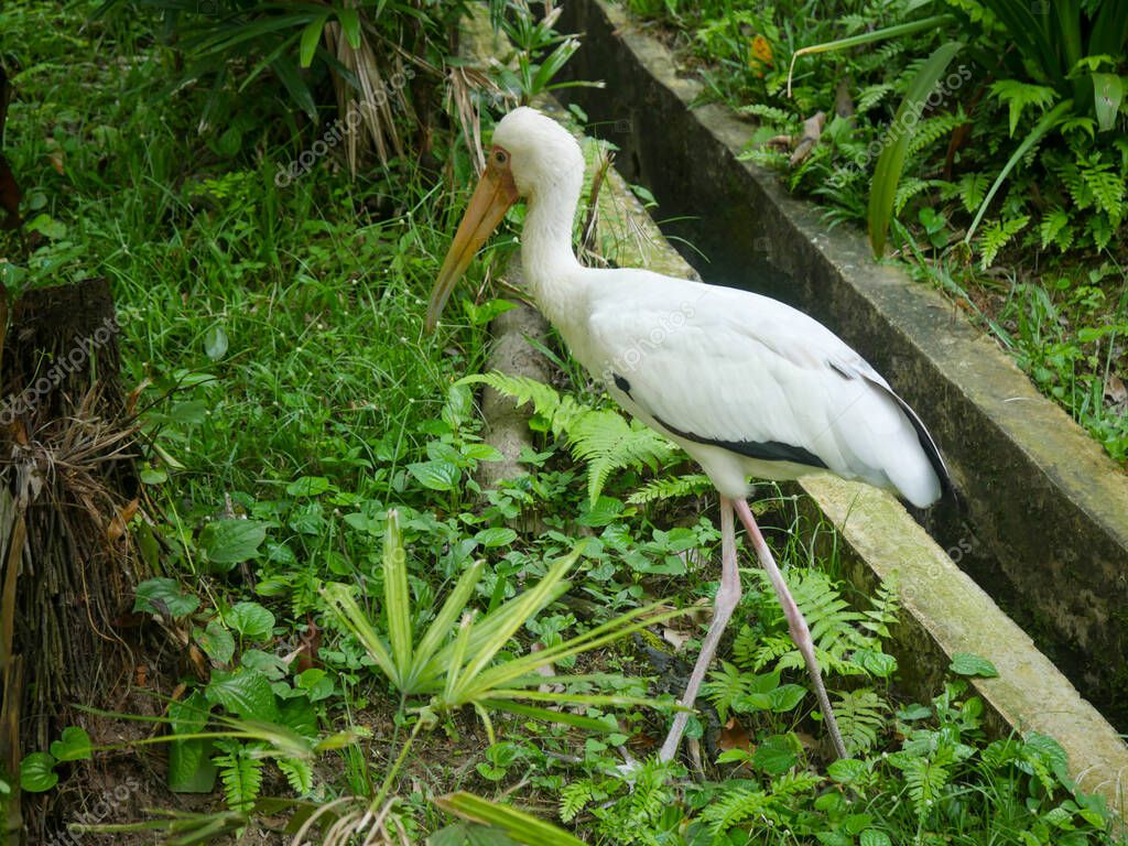 La cigüeña lechosa (Mycteria cinerea) es una especie de cigüeña que se ...