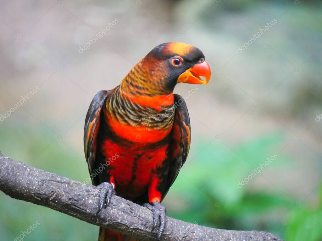 El Lori Oscuro (Pseudeos fuscata) es una especie de loro también ...