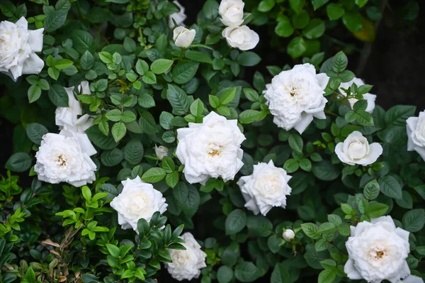 White rose bushes Stock Photos, Royalty Free White rose bushes Images ...