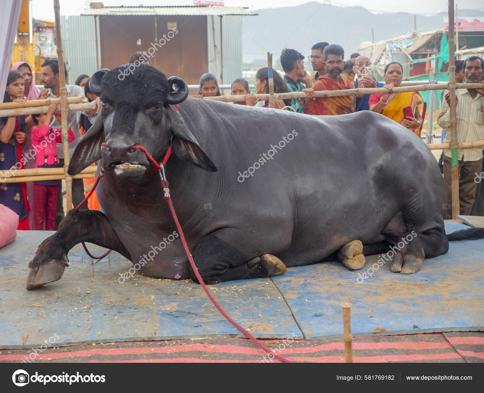 Pushkar Rajasthan India November 2019 Murrah Bull India Murrah Buffalo ...