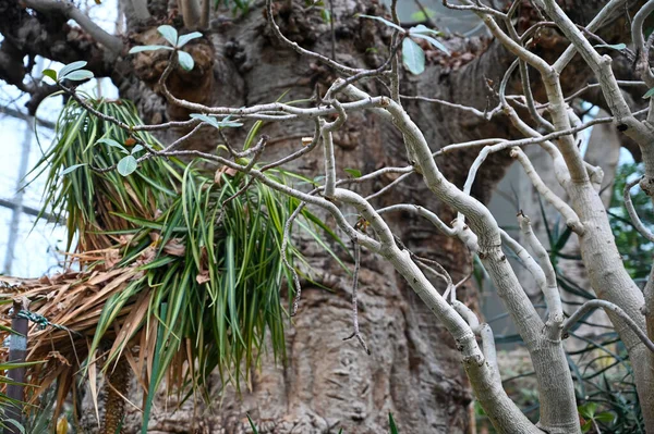 xerophyte desert plants growing in Garden. Xerophytes or desert plants ...