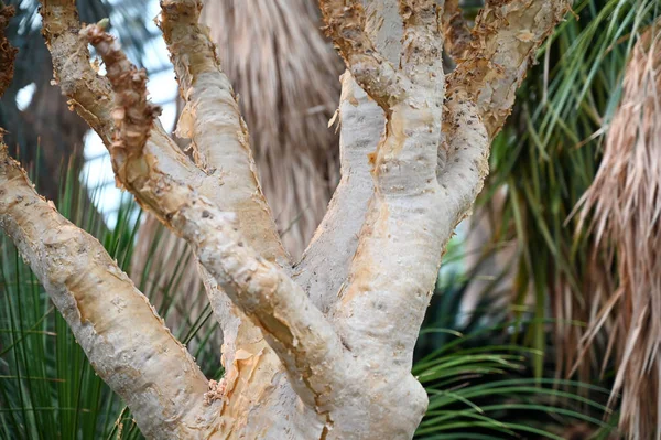 xerophyte desert plants growing in Garden. Xerophytes or desert plants ...