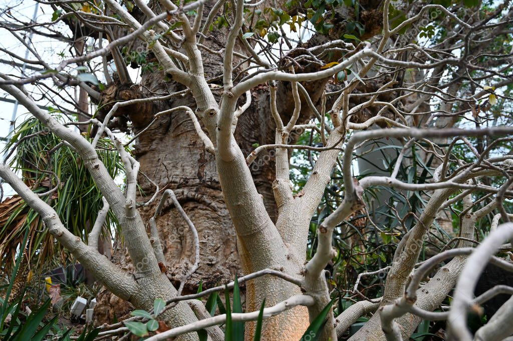 Xerophytes In Desert Desert Biome Facts - 14 Facts about Animals and Plants