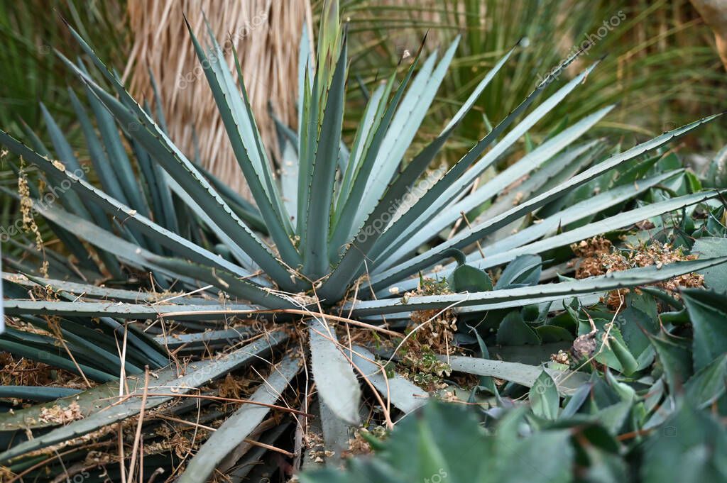 xerófito plantas del desierto que crecen en el jardín. Xerófitos o ...