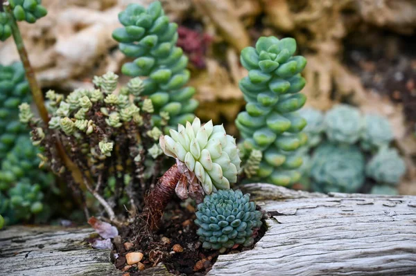 Succulent plants growing in garden. succulent plants, also known as ...