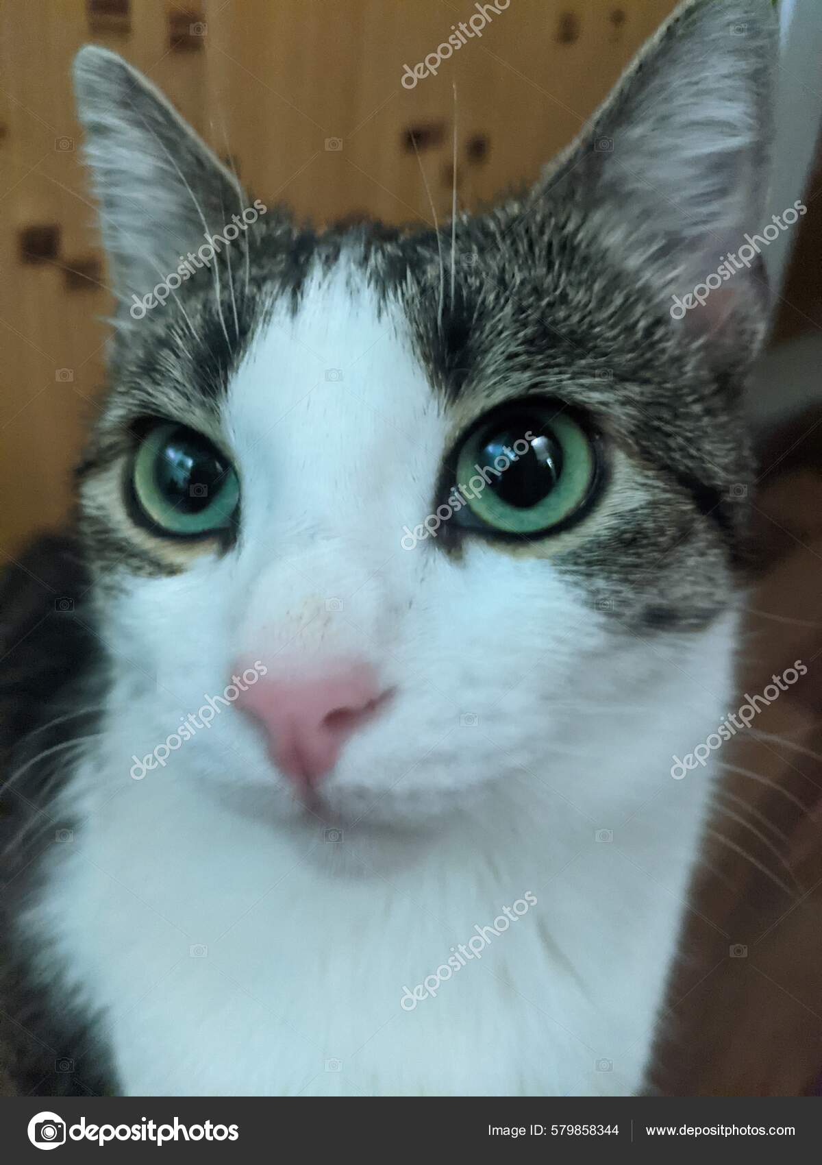 Portrait Cute Cat — Stock Editorial Photo © SB0505 #579858344
