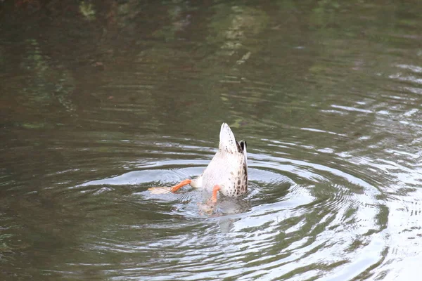 A mallard duck dipping their head and foraging for food in a canal ...